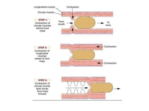 Physiology Of Git Mastication And Deglutition Reflexpptx