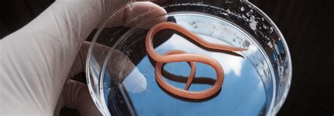 Cara Mengobati Kucing Cacingan Sheba® Indonesia