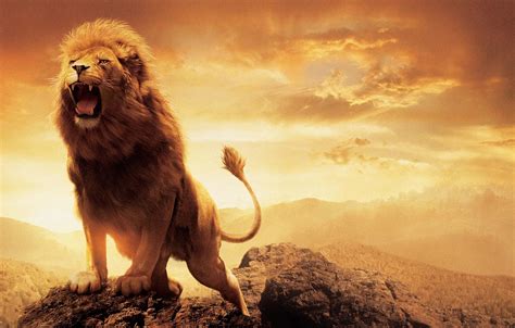 Leo The Lion Wallpapers Wallpaper Cave