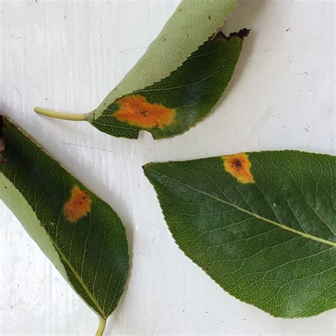 A Guide To Pear Tree Pests And Diseases Rv Roger Ltd