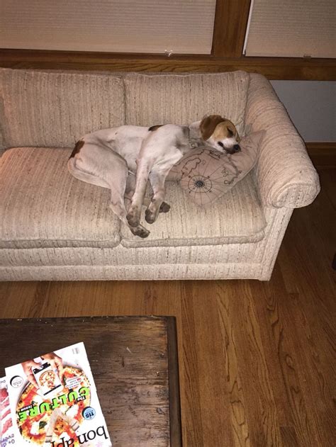 Treeing Walker Coonhound Treeing Walker Coonhound Bluetick Coonhound Coonhound