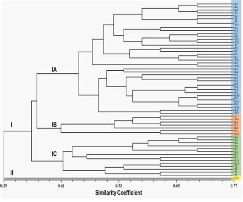 dendrogram of genetic diversity grouping of 60 porang plant populations