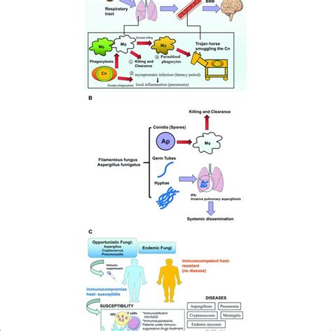 The Human Fungal Infections In The Lung A Cryptococcus Neoformans