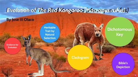 Kangaroo Evolutionary History By Jose Iii Olaco On Prezi