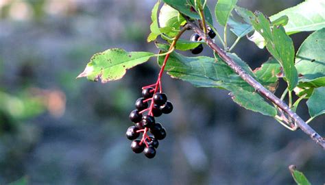 More Favourite Summer Fruits