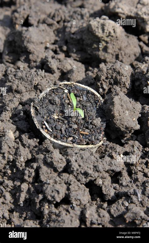 Parsnip Seedling Grown In A Reused Cardboard Tube Under Cover And