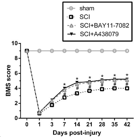 Bay 11 7082 Or A438079 Improves Locomotor Functional Recovery Basso