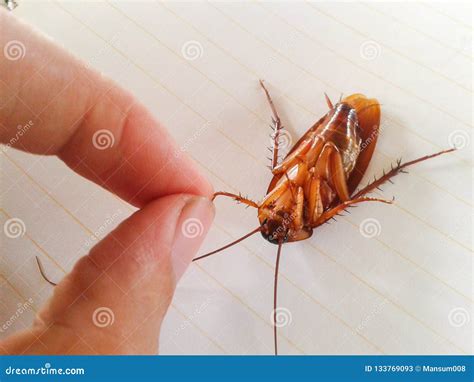 Cockroach On White Paper Stock Image Image Of Hand 133769093