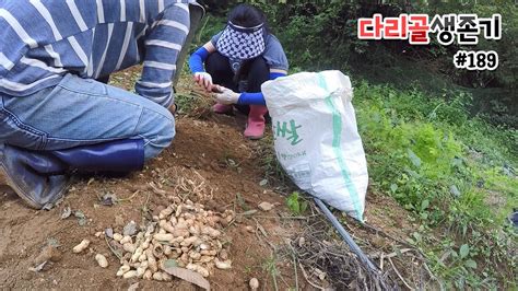 땅콩 캐는 날 Ep189 Youtube