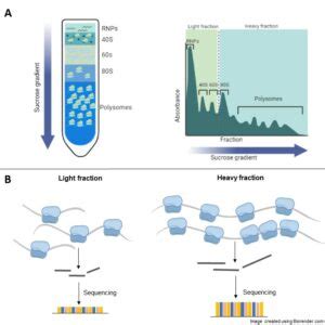 Polysome Profiling EIRNA BIO