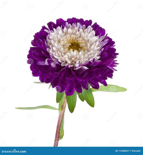 Aster Violeta Blanco Aislado Imagen De Archivo Imagen De Color Polen 11248527