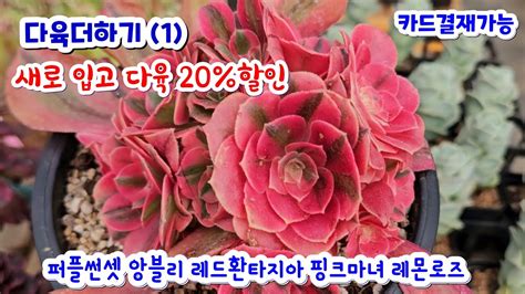 다육더하기 1 새로 입고다육이 20할인 퍼를썬셋 앙블리 레드환타지아 레몬로즈금 허그미 Youtube