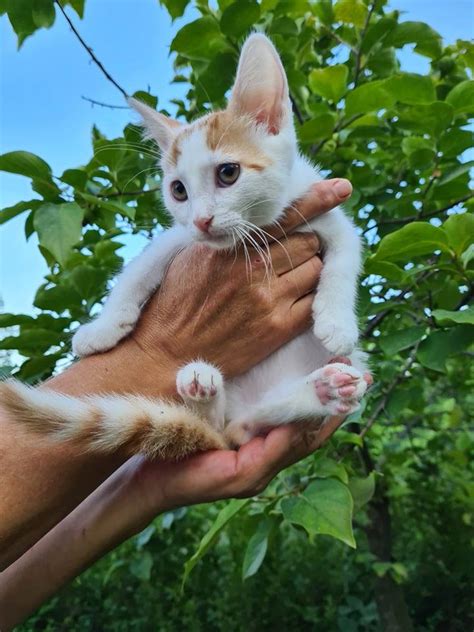 СРЦЕ ЗА ЖИВОТНИТЕ Здружение за заштита на животните и животната средина Децата на мама Палма