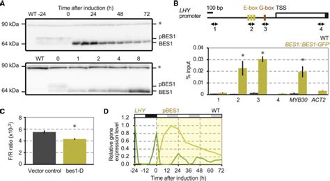 A Guiding Role Of The Arabidopsis Circadian Clock In Cell Differentiation Revealed By Time
