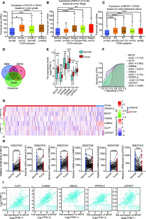 Expression Of Myof Mrna And Correlated Genes In Gastric Cancer And
