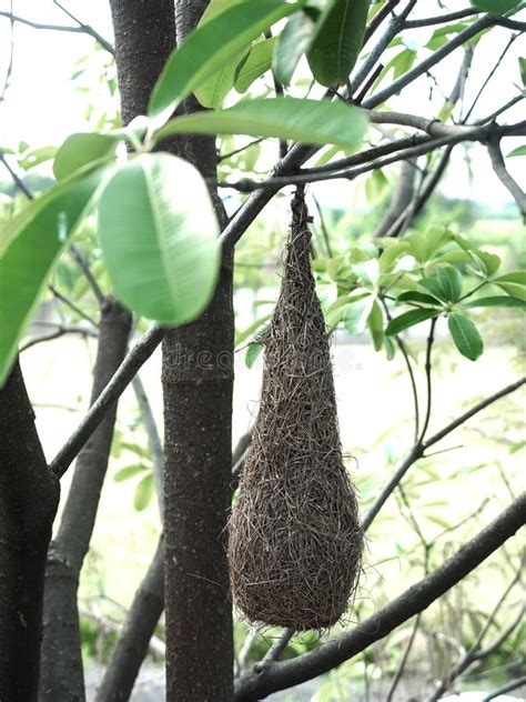A Sparrow`s Nest Hanging On A Tree Stock Image Image Of Feathered A Sparrow`s Nest Hanging On A Tree Stock Image Image Of Feathered