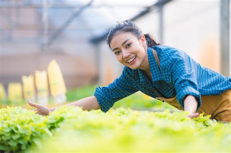 신선한 야채가 담긴 바구니 현지 농장이나 태국의 비닐하우스에서 생야채로 가득 찬 나무 상자를 들고 있는 아시아 농부 여성 농업 사업 개념에서 수확한 유기농 식품 30 34
