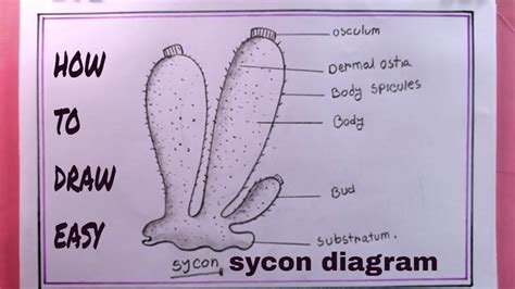 How To Draw Sycon Diagramdraw Diagram Of Sycon Sponge Youtube