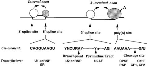 Diagram Showing The Constitutive Exon Recognition Of A Generic Internal