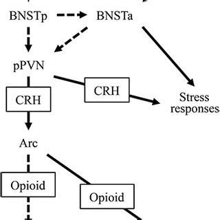 A Diagram Of The Hypothesized Neural Circuit Inducing Deterioration In Download Scientific