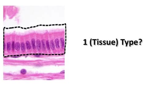 Bio 210 Lab Unit 2 Simple Epithelia Flashcards Quizlet