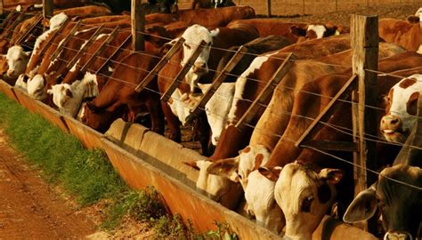 Ola De Calor Pautas Para Prevenir Estrés Térmico En Bovinos De Leche Y
