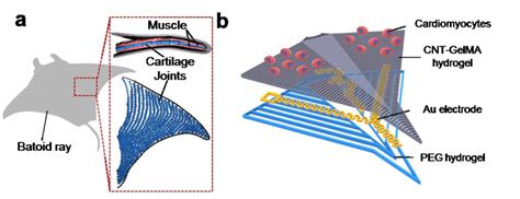 Electrically Driven Bio Inspired Soft Robots Advanced Science News