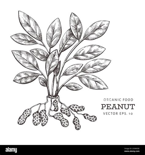 Peanut Plant Vector