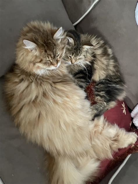 I Was Told Theyd Be Roughly The Same Size 🤣🤣🤣 R Siberiancats