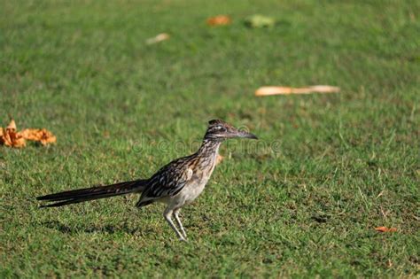 California Wildlife Series Greater Roadrunner In Its Natural Habitat