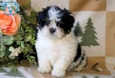 Peekapoo Puppies For Sale Keystone Puppies