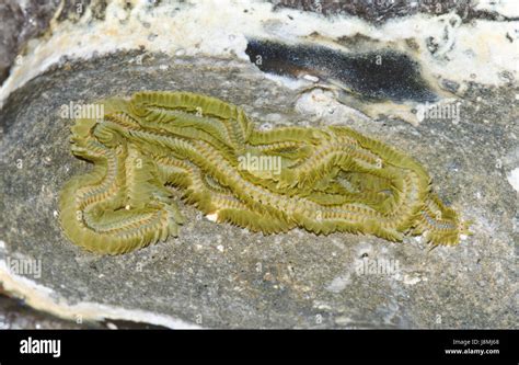 Polychaete Worms Fotos Und Bildmaterial In Hoher Auflösung Alamy