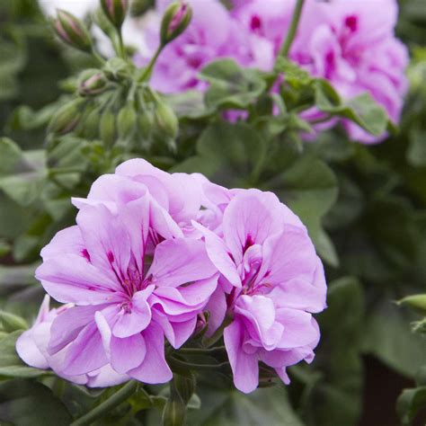 Are There Trailing Geraniums At Beth Heard Blog Are There Trailing Geraniums At Beth Heard Blog