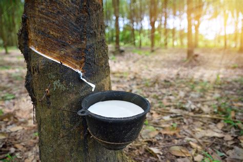 Close Up Bowlful Of Natural Rubber Latex Trapped From Rubber Tree Premium Photo