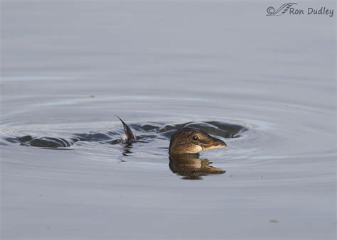 Pied Billed Grebe A Unique And Entertaining Way Of Diving
