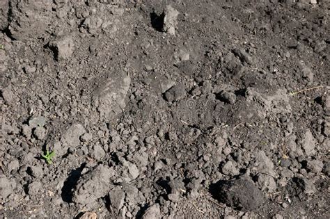 Clumpy Earth Texture With Small Mounds A Natural Soil Background Stock