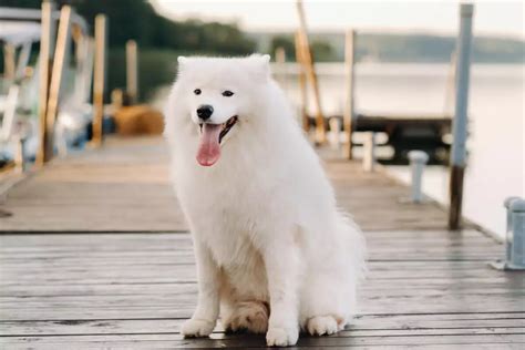 99 Samoyed Names Best 2024 Picks Blog Of Tom