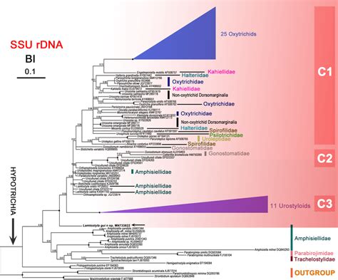 bayesian inference bi analysis of small subunit ssu rrna sequences