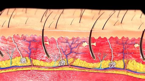 รูปภาพgranulosum เลือกดูภาพถ่ายสต็อก เวกเตอร์ และวิดีโอ191 Adobe Stock