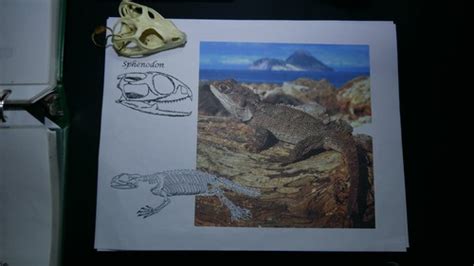 Lizard Id Quiz Flashcards Quizlet