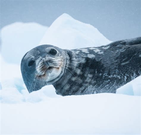 Antarctica Seals Species And Adaptations To The Cold