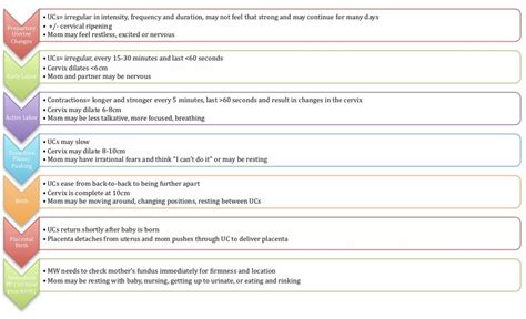 Labor Flow Chart Midwife Assistant Cervix