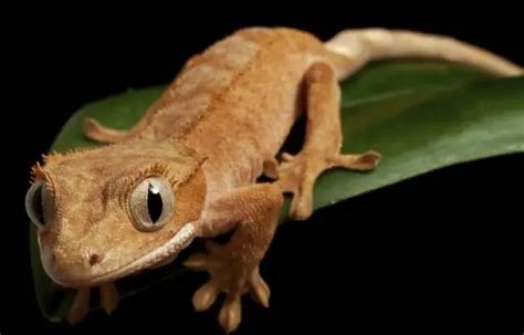 명리 그대는 올해 4라는 숫자가 들었으니 불길한 일이 일어 날 수도 있으니 항상 조심 사업을 확장하지 말고 건강 조심 교통 사고 조심 몸이 어디가 많이