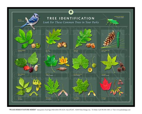Outdoor Interpretive Sign Tree Id Guide Sycamore Hickory Oak
