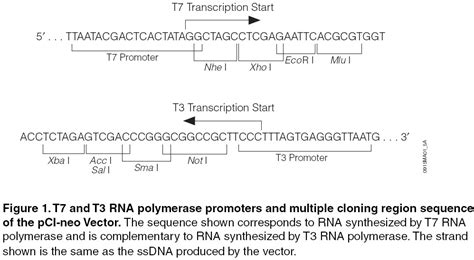 Pci Vector At Collection Of Pci Vector Free For Personal Use Pci Vector At Collection Of Pci Vector Free For Personal Use