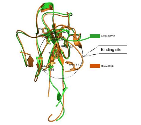 Structural Alignment Between Rna Binding Domain Of Nucleocapsid Protein Download Scientific