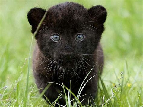 Black Panther Cub Wallpaper