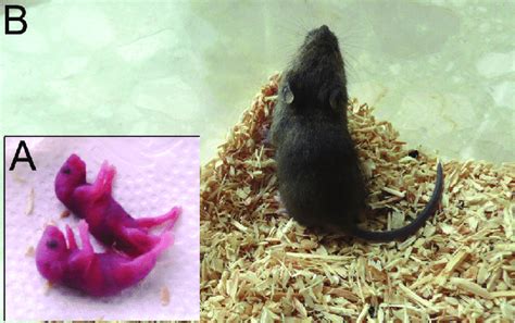 Mice Cloned From Dba 2 Zygotes Reconstructed With 1 16 Cba H T6t6 Download Scientific Diagram