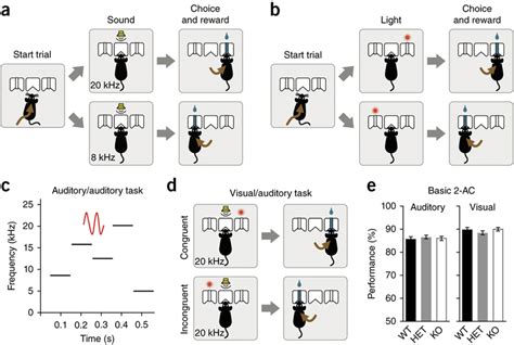 Behavioral Tasks That Assess Sensory Selection Ab The Basic Download Scientific Diagram