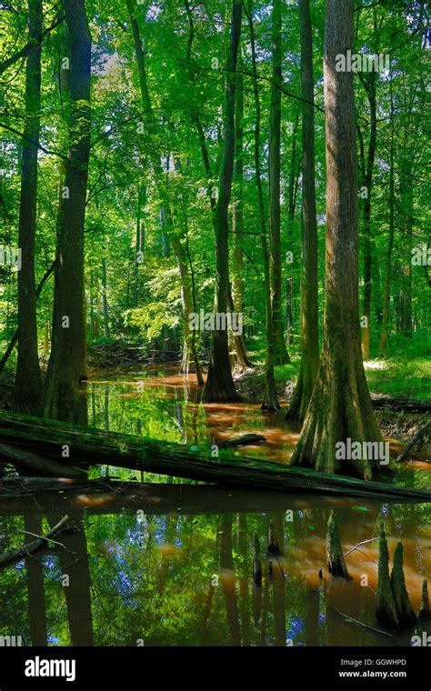 Bald Cypress Trees In Congaree National Park Known For Its Pristine